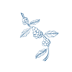 Home | Blue Mountain Coffee "The World's Most Sought After"